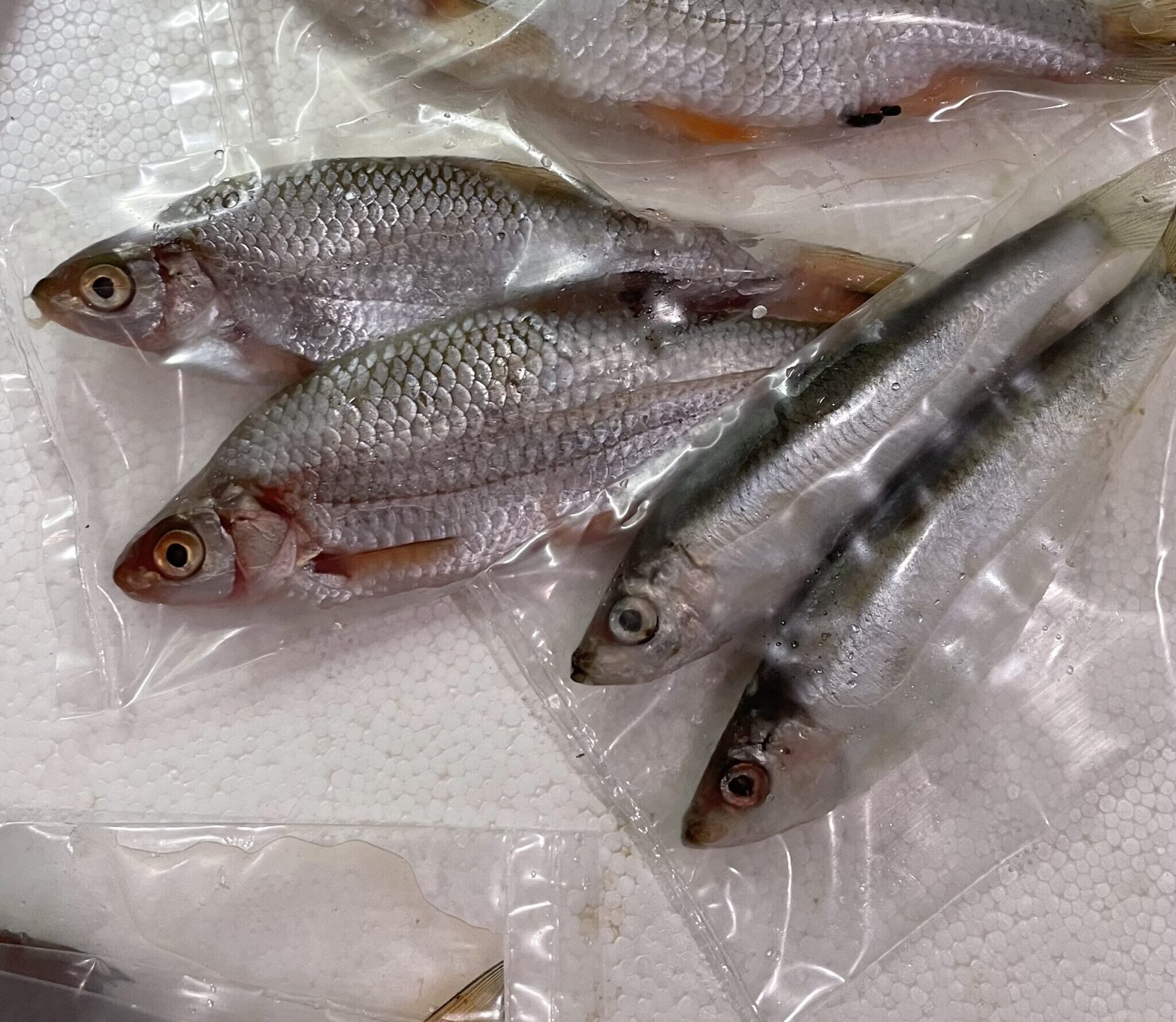 Storing Deadbaits - Fishing Maverick